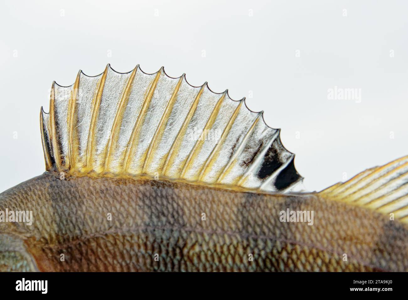 Dorsal fin of a perch, close-up Stock Photo - Alamy