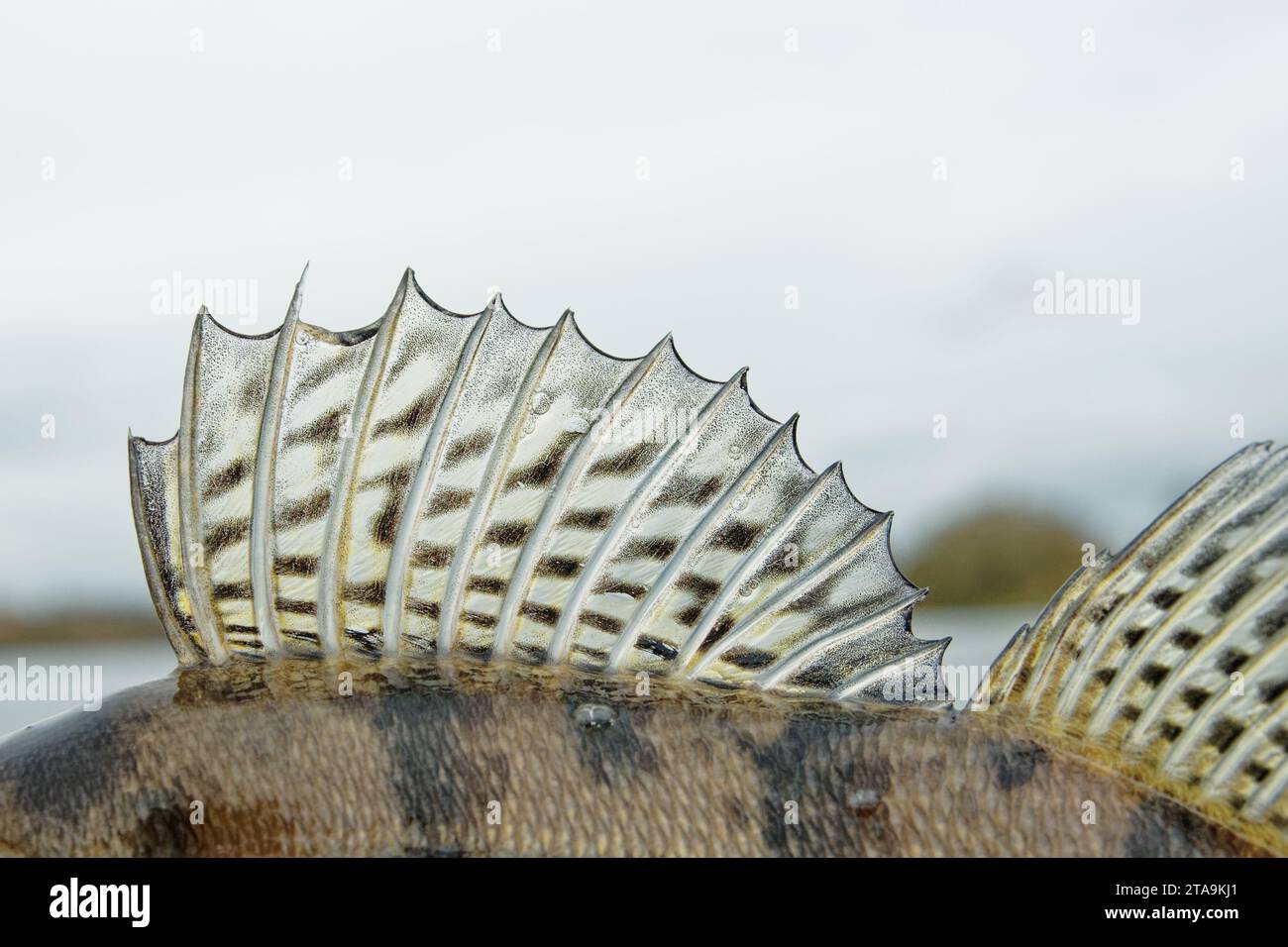 Dorsal spikes hi-res stock photography and images - Alamy