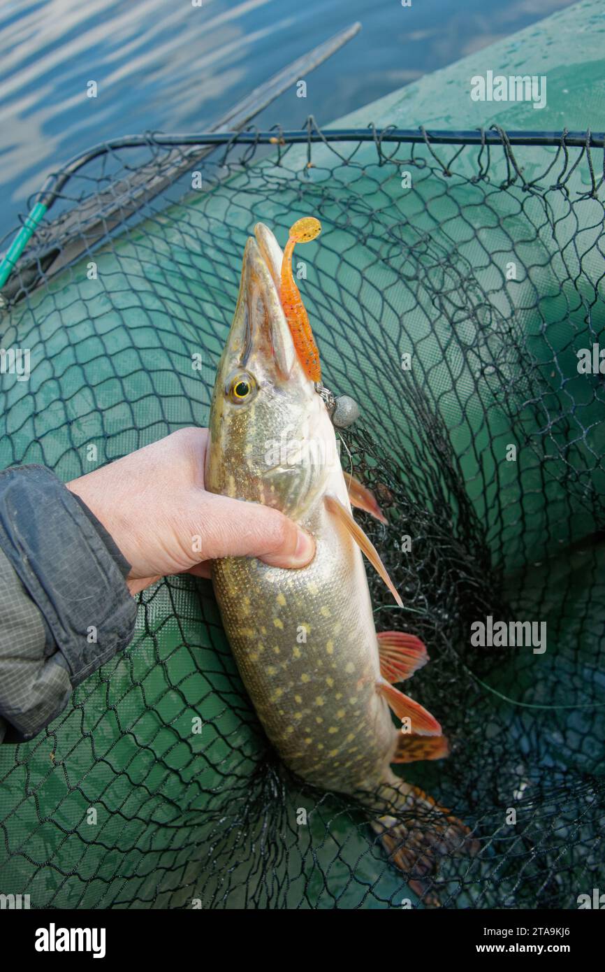 Northern pike in fisherman's hand, late fall Stock Photo - Alamy