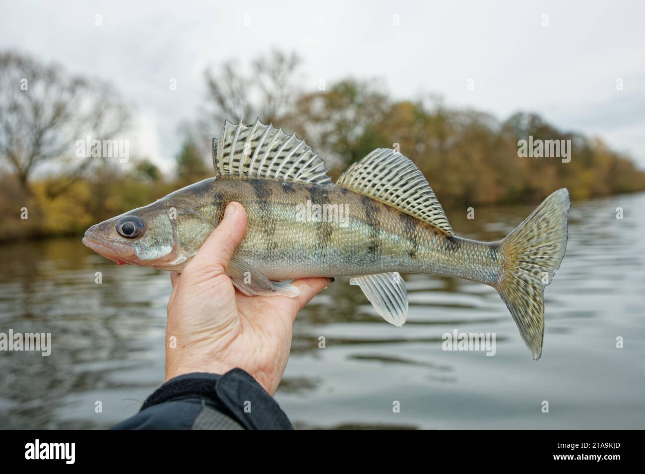 Sander volgensis hi-res stock photography and images - Alamy