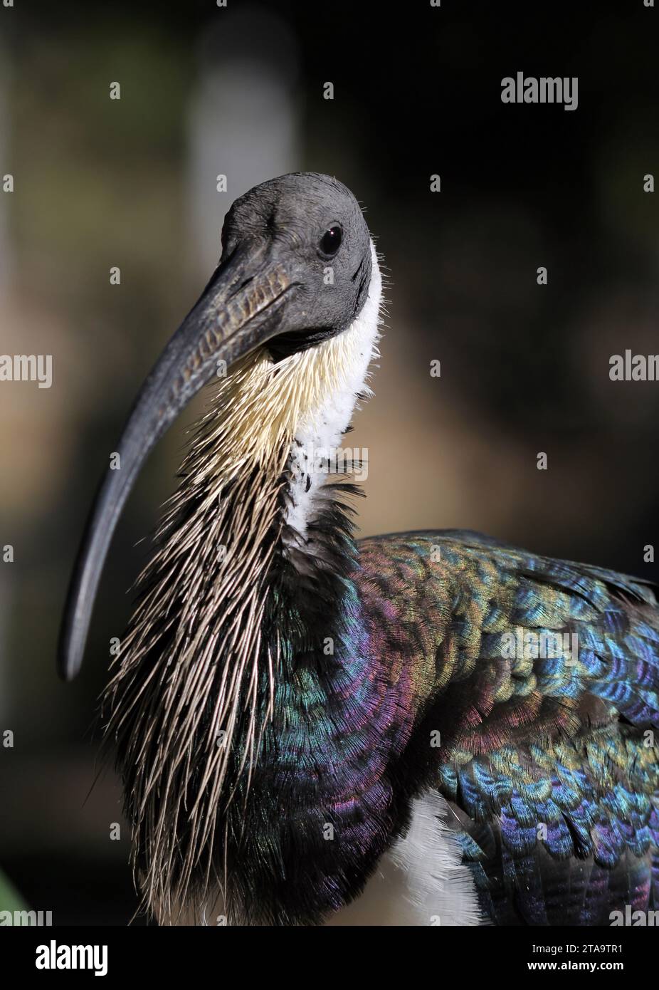Ibis bird hi-res stock photography and images - Alamy