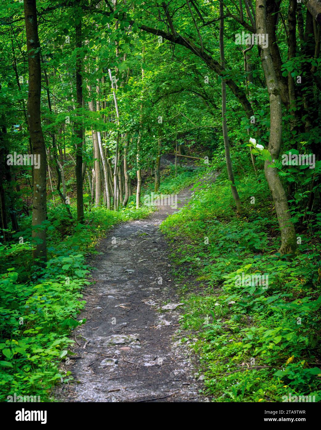 Forest trail scenery hi-res stock photography and images - Alamy
