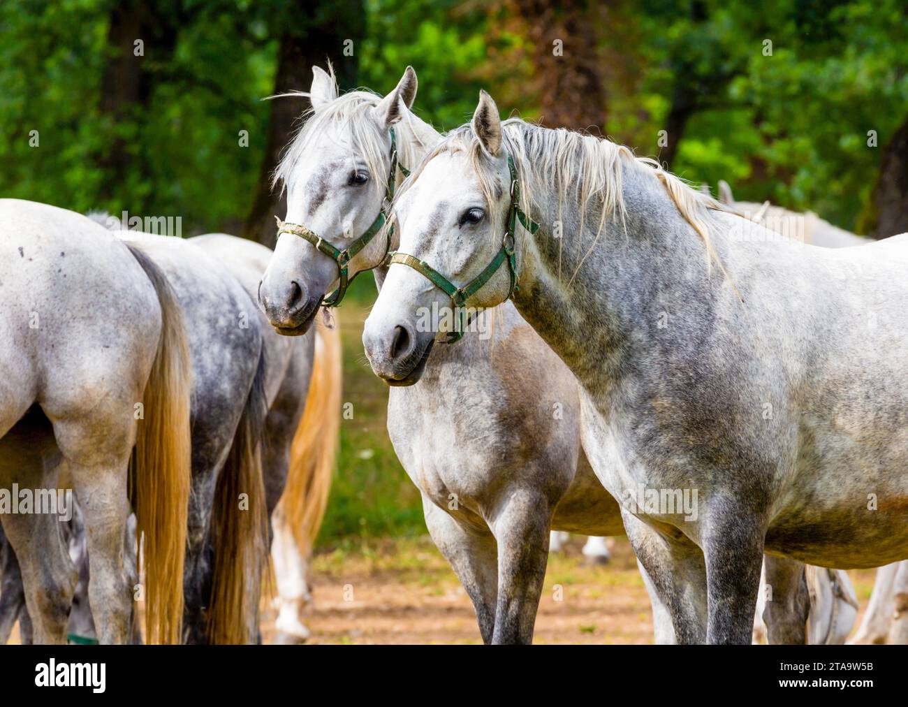 Stud farm hi-res stock photography and images - Alamy