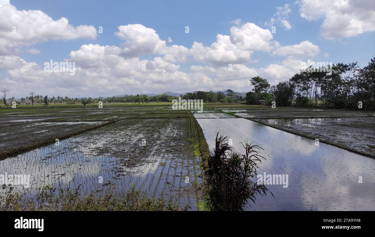 newly planted rice plants with blue skies and white clouds in the rural ...