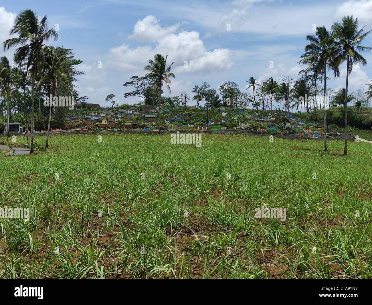 Small sugar cane farms are used for seeds in plantations in rural areas ...