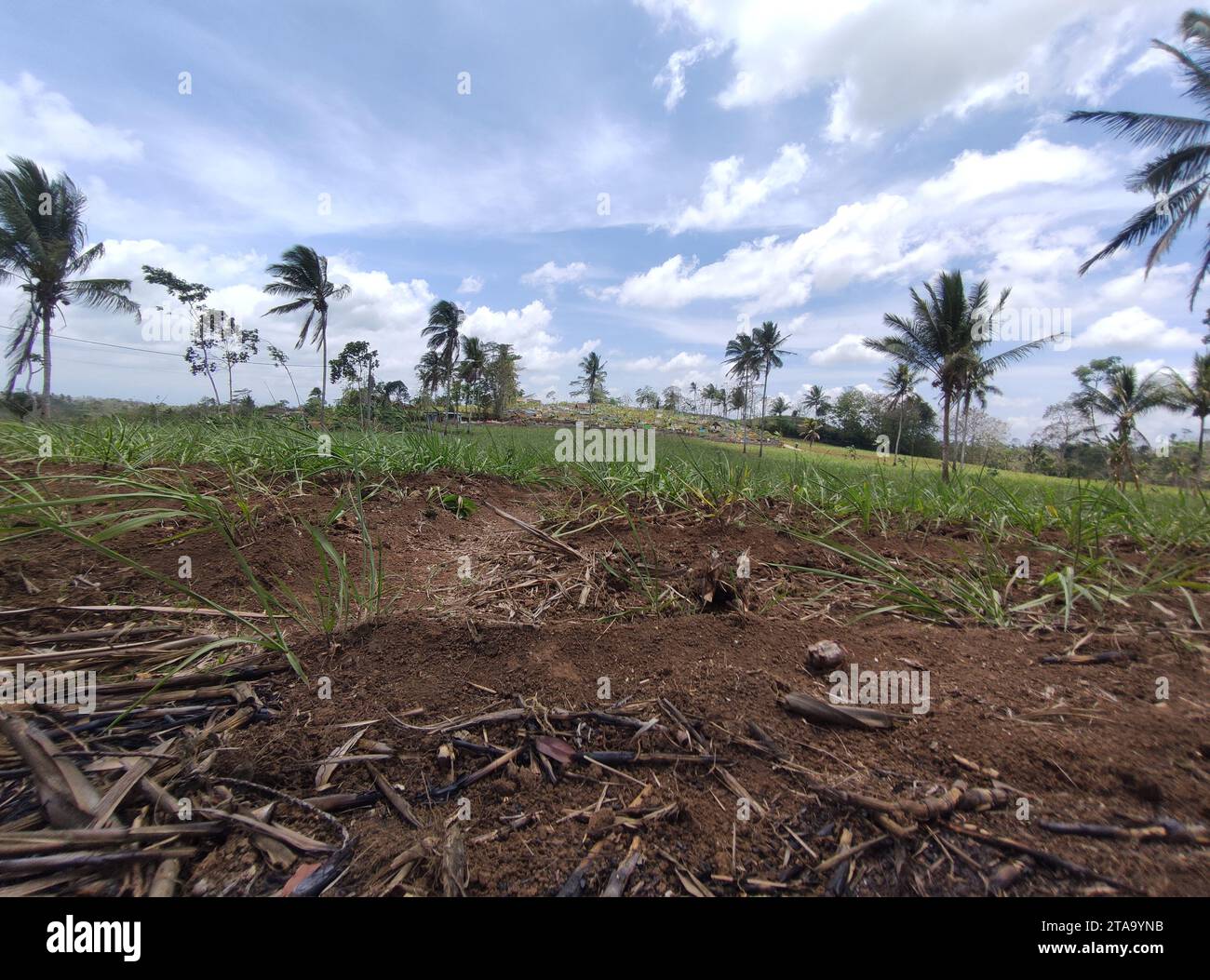 Small sugar cane farms are used for seeds in plantations in rural areas ...
