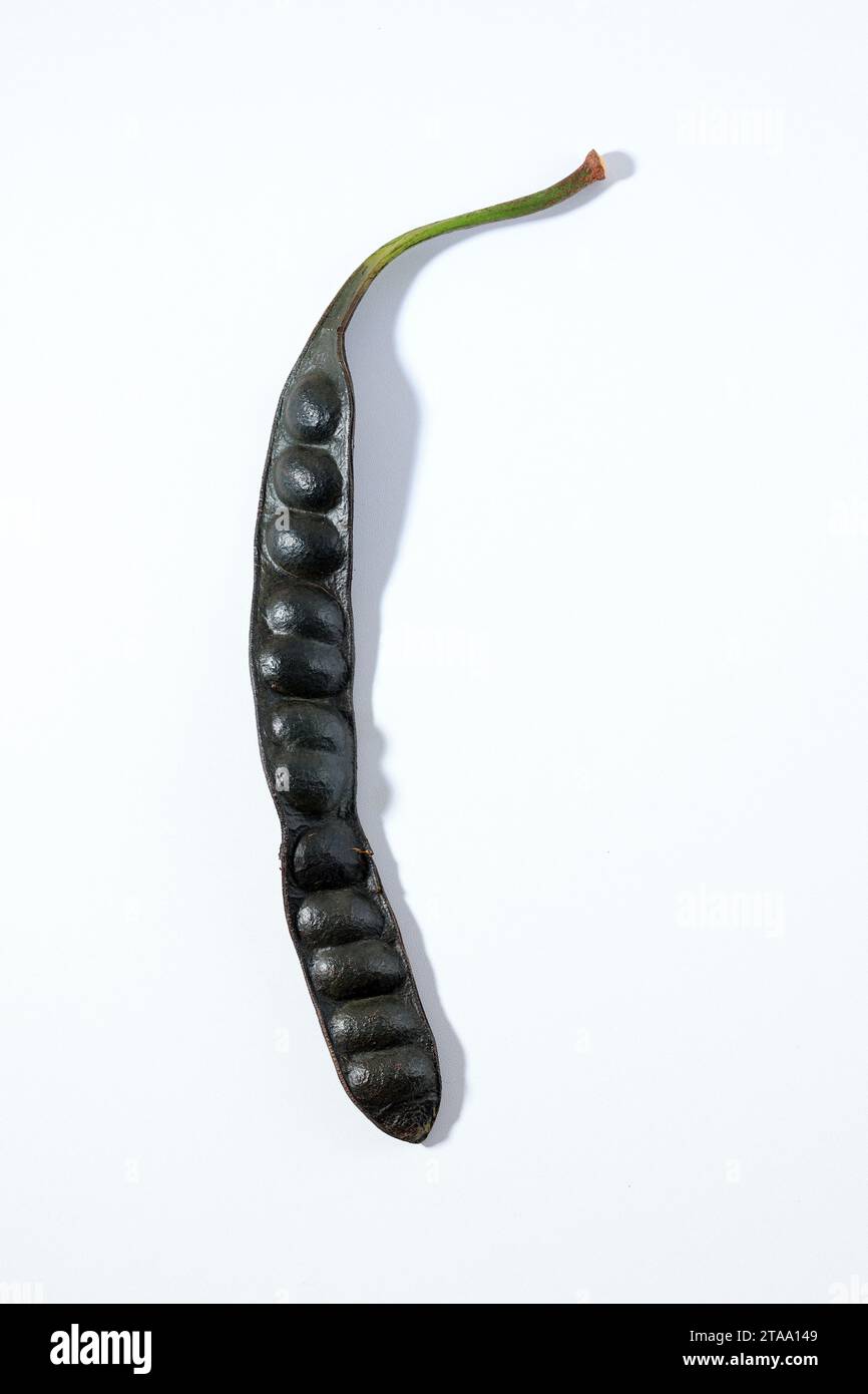 Rotten Pete Stinky Bean Parkia speciosa. Isolated on White Stock Photo ...