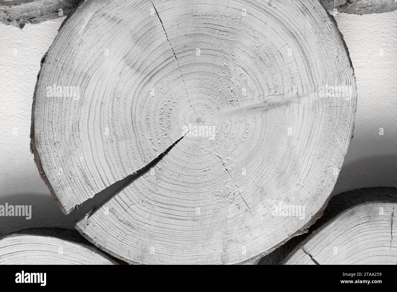 Cracked close-up round annual tree ring texture wood white background ...
