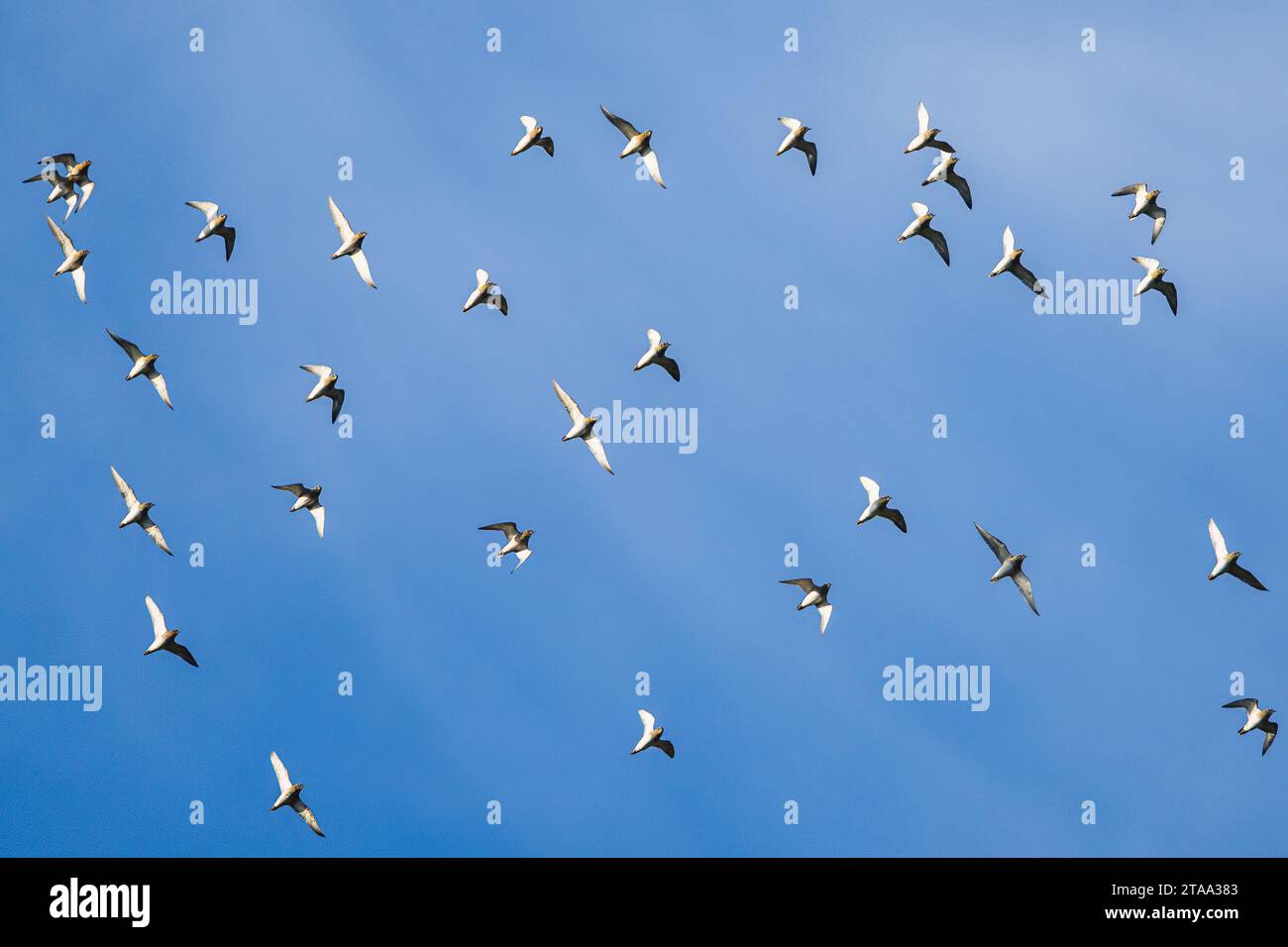 Migratory plover hi-res stock photography and images - Alamy