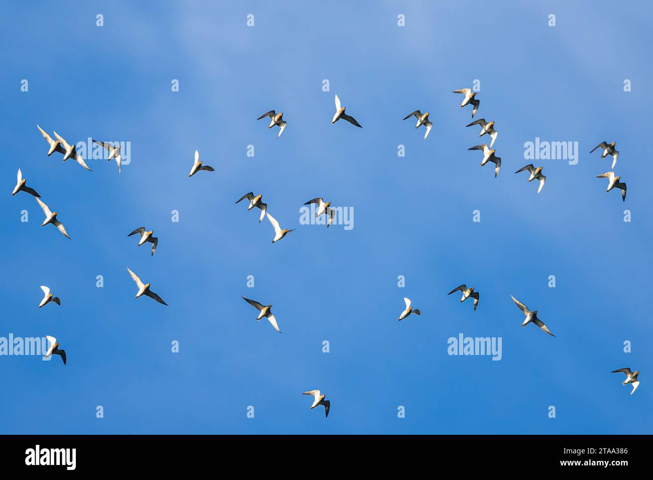 Grey Plover, Pluvialis squatarola in flight over marshes in winter ...