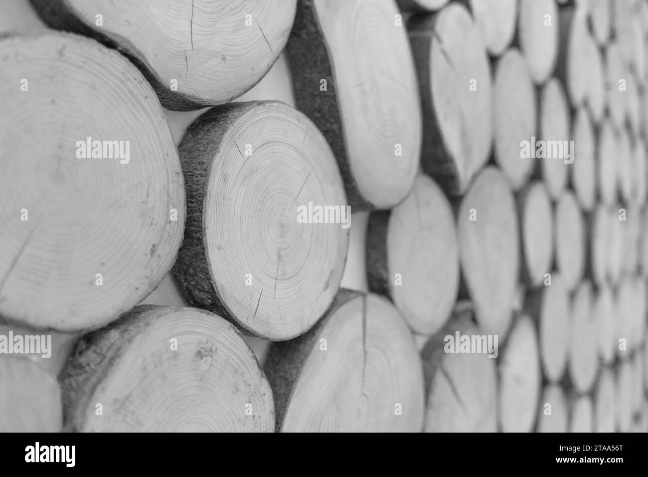 Timber round annual wooden rings, logs tree wood interior grey ...