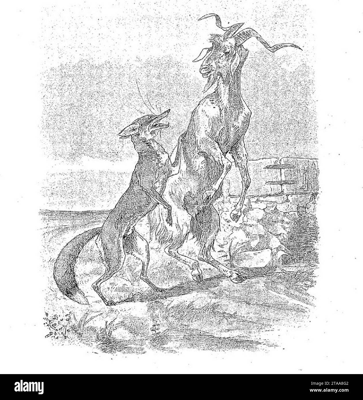 Le renard et le bouc hi-res stock photography and images - Alamy