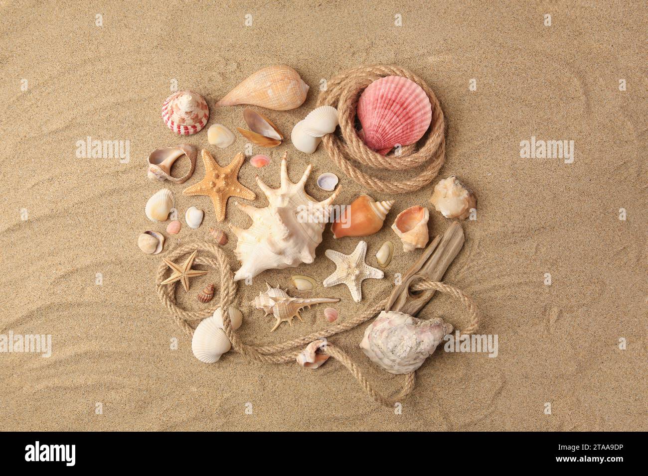 Different sea shells starfishes hi-res stock photography and images - Alamy