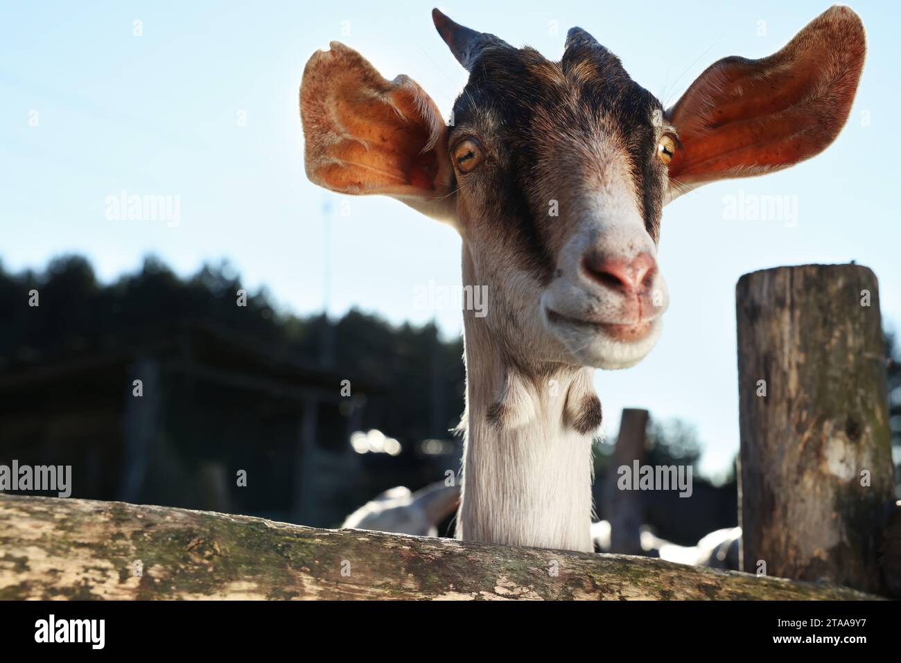 Cute goat inside of paddock outdoors, low angle view. Farm animal Stock ...
