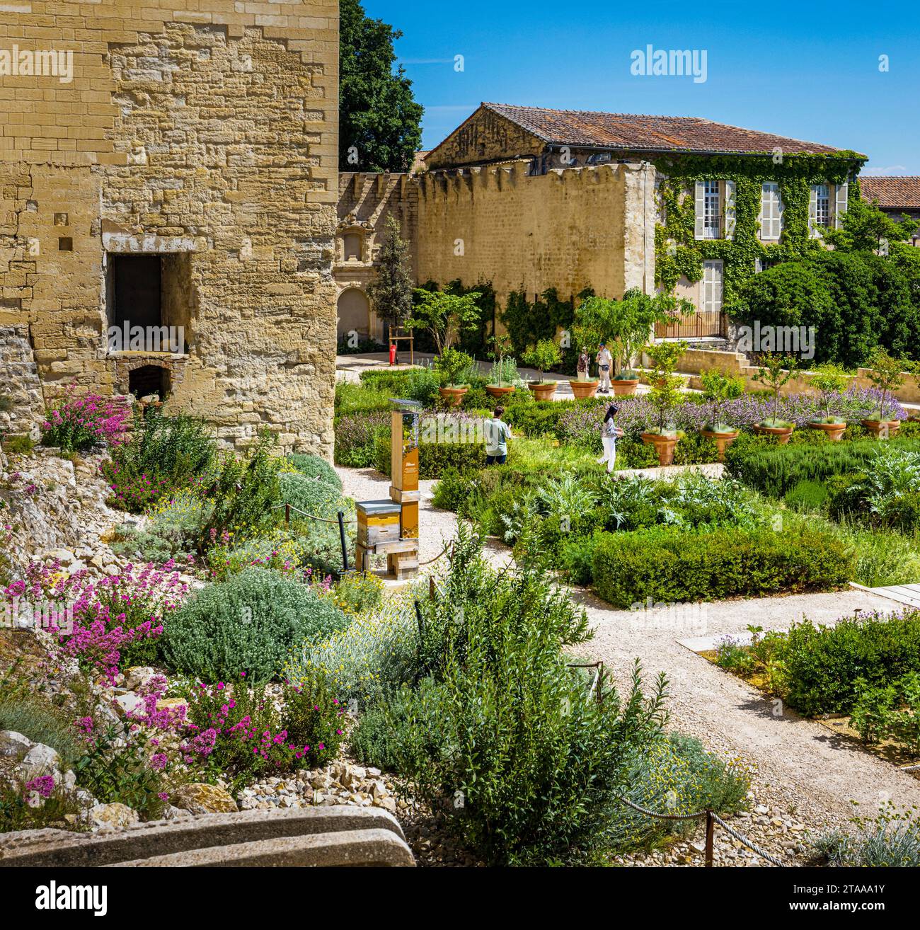 Palace of the Popes, Avignon, Vaucluse, France Stock Photo - Alamy