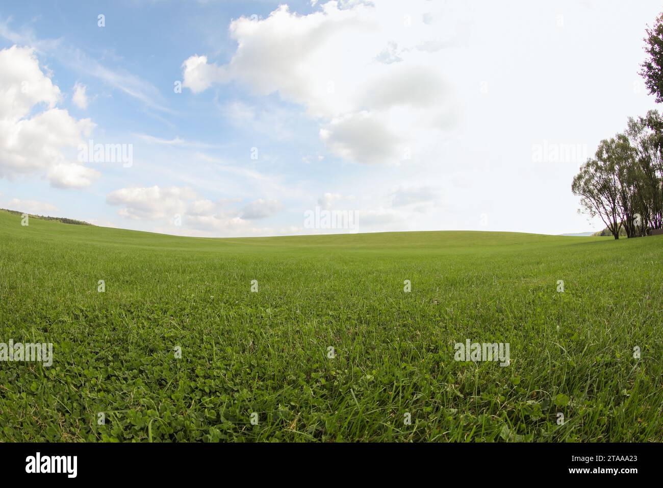 Beautiful lawn with green grass growing under blue sky. Fisheye lens ...