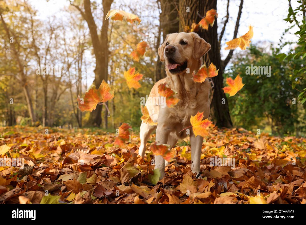 Cute Labrador Retriever dog under falling leaves in park, space for ...