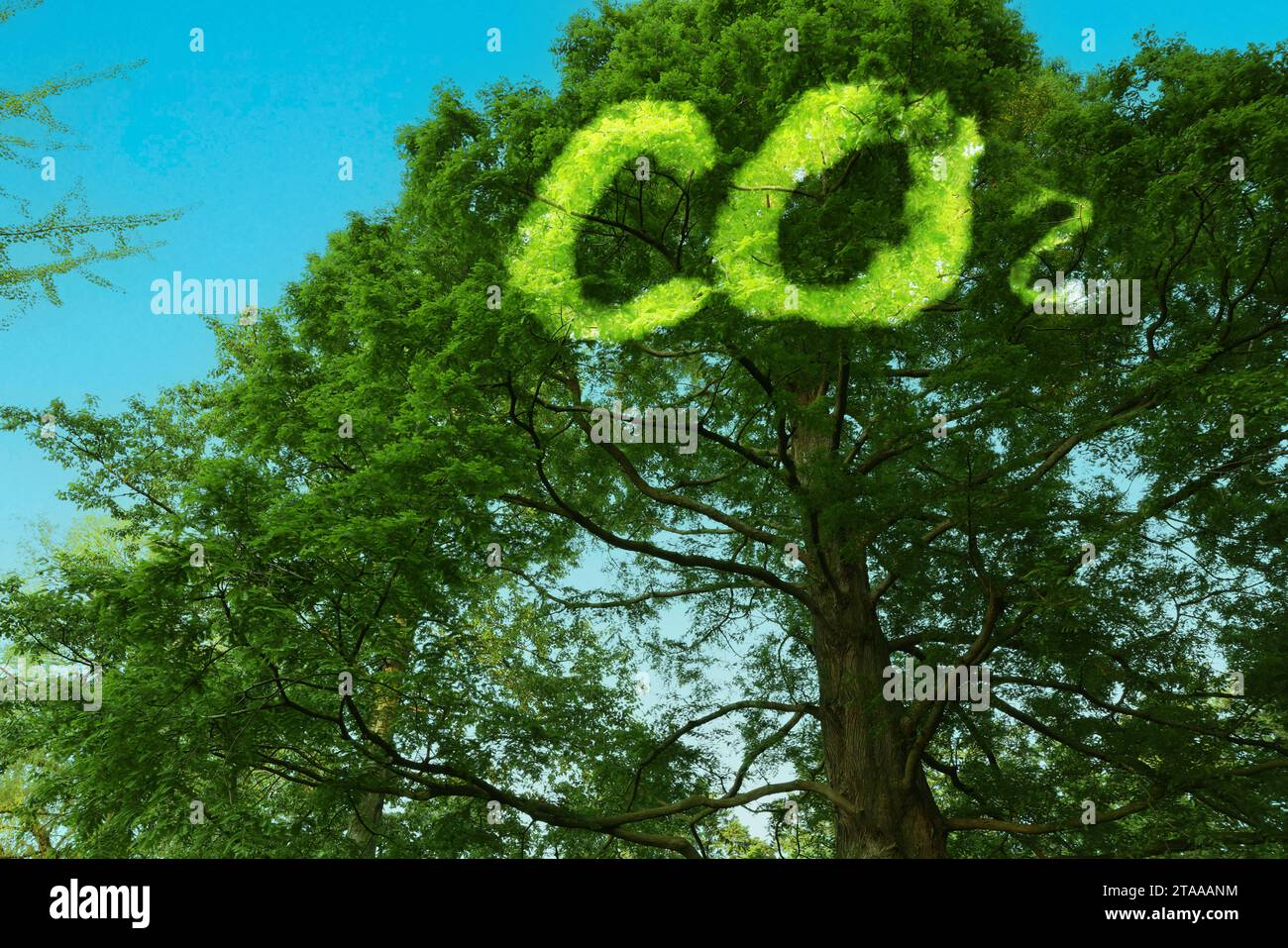 Concept of clear air. CO2 inscription and beautiful green tree under ...