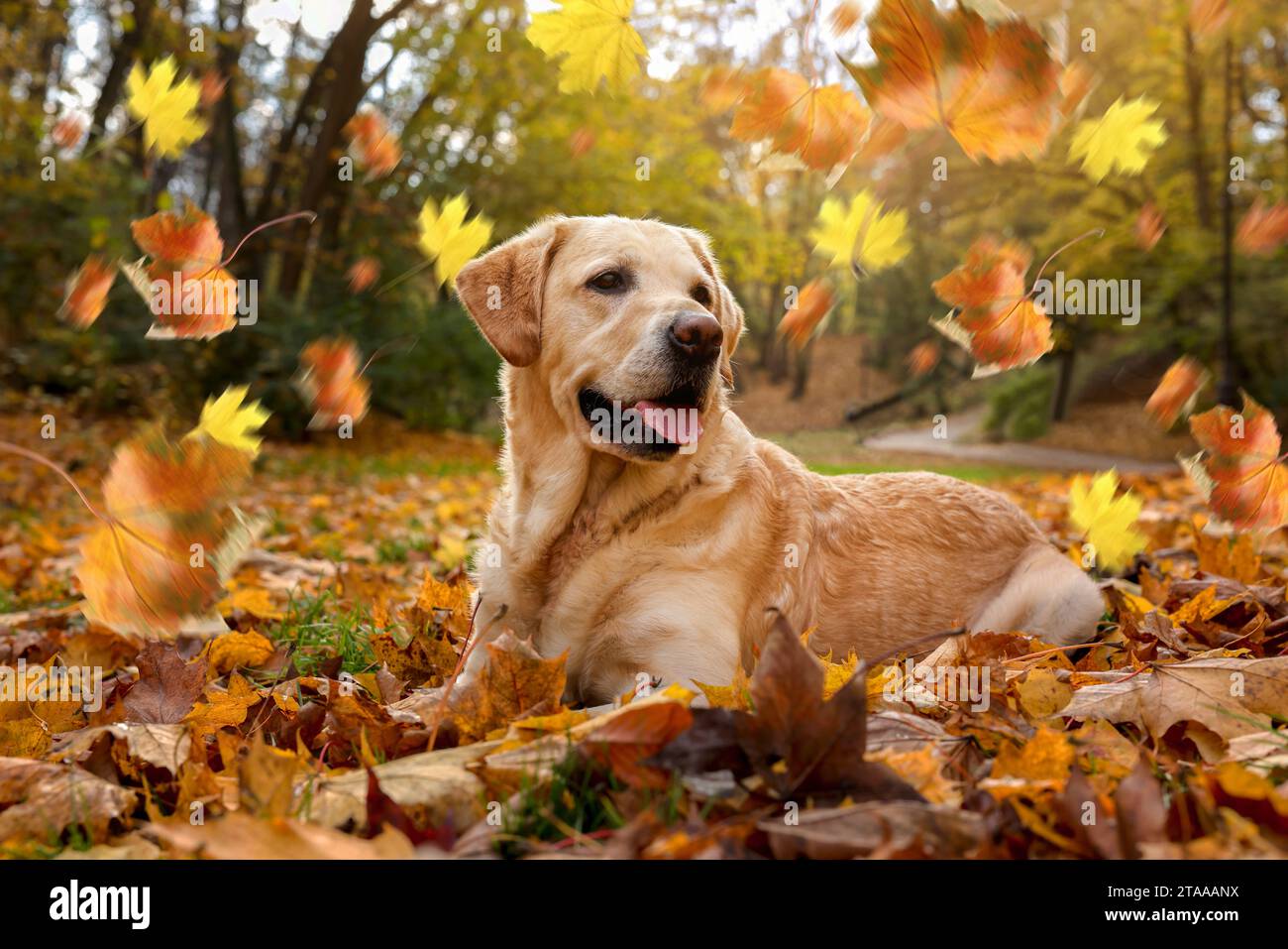 Cute Labrador Retriever dog under falling leaves in park. Autumn walk ...