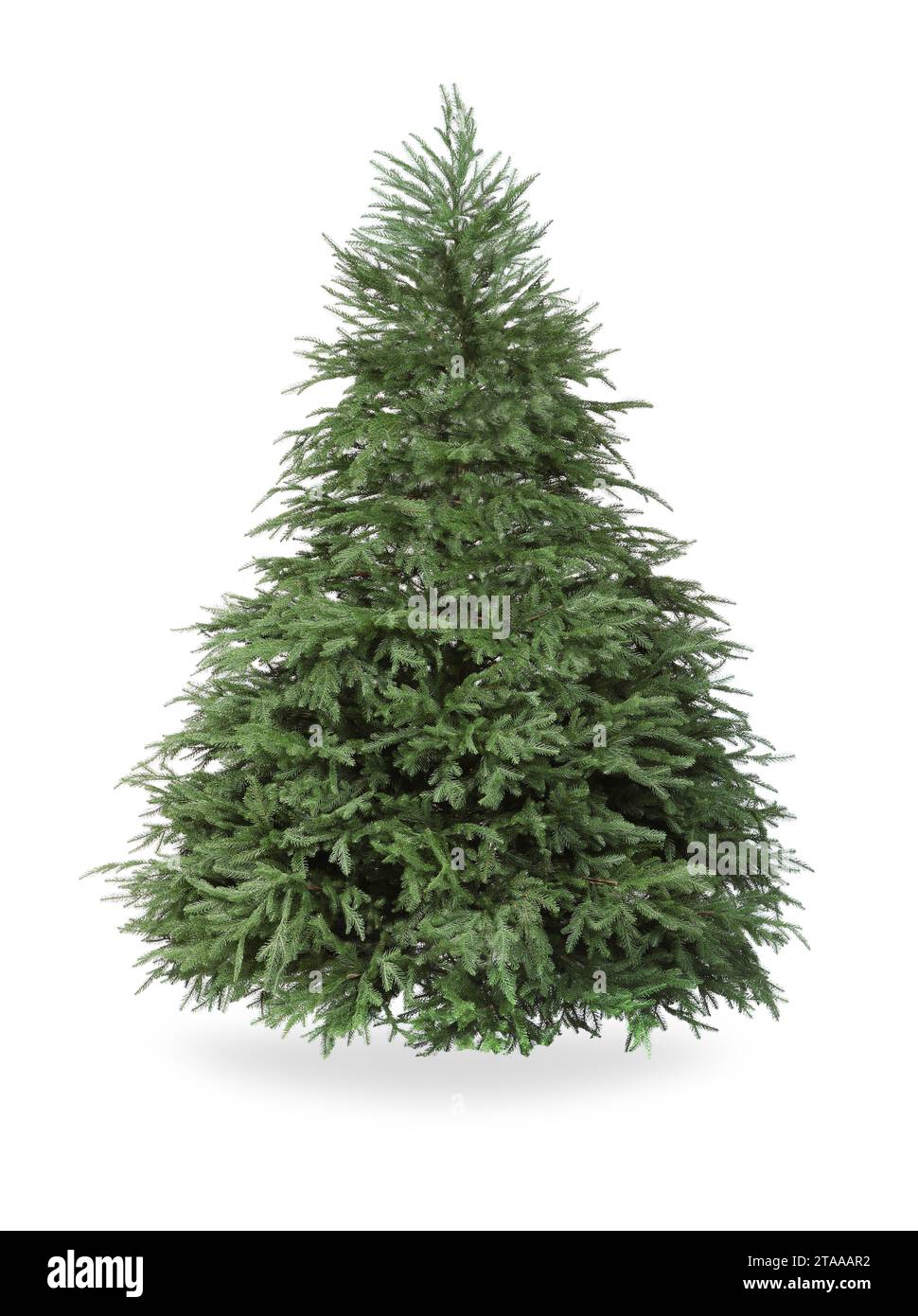 Beautiful green Christmas tree isolated on white Stock Photo - Alamy