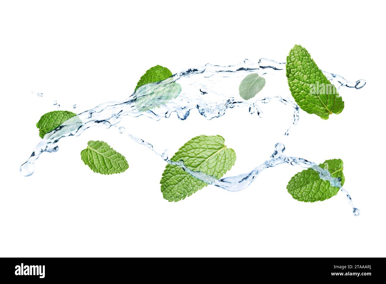 Mint leaves and splashes of water on white background Stock Photo - Alamy