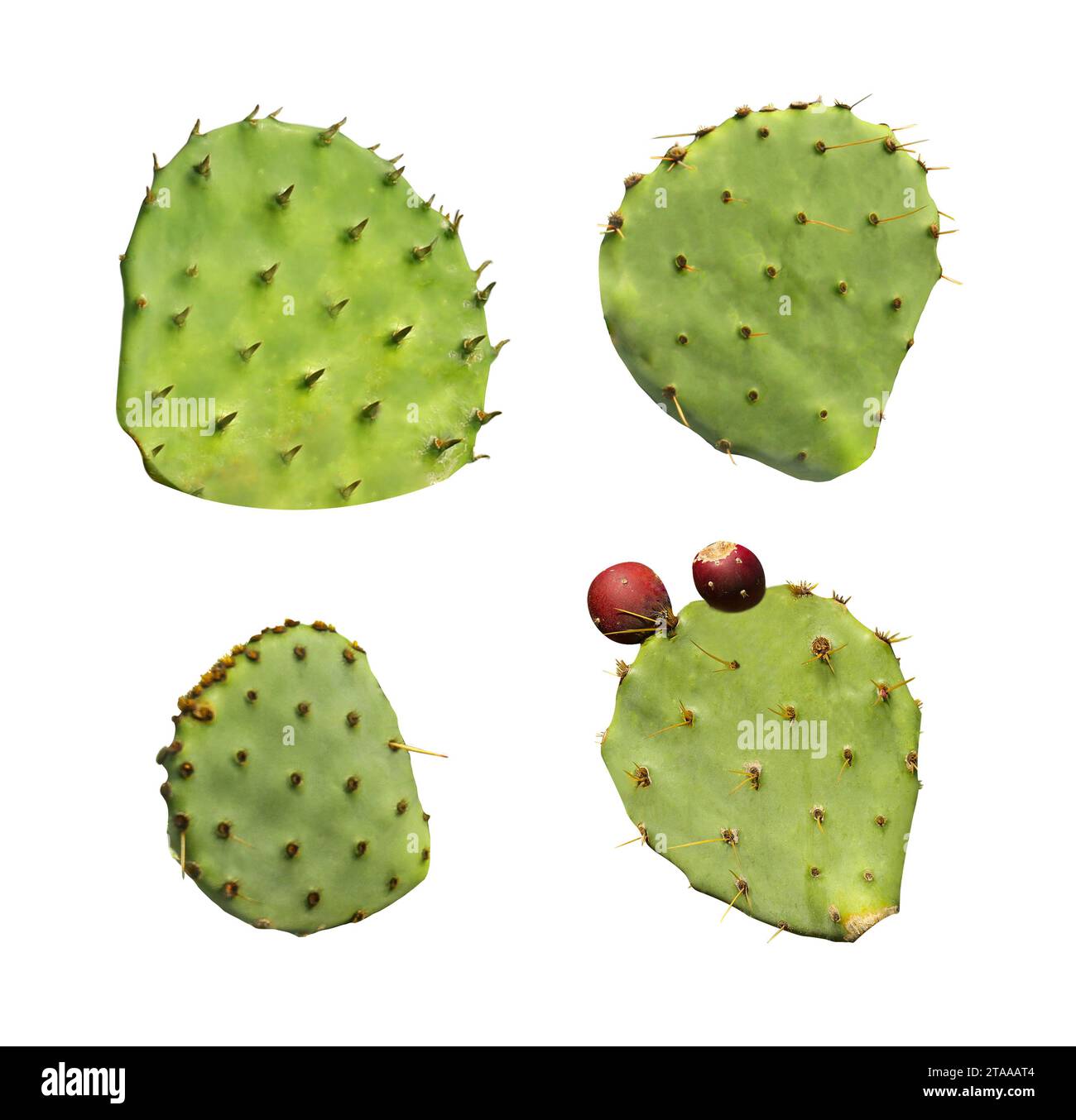 Cactus pads hi-res stock photography and images - Alamy