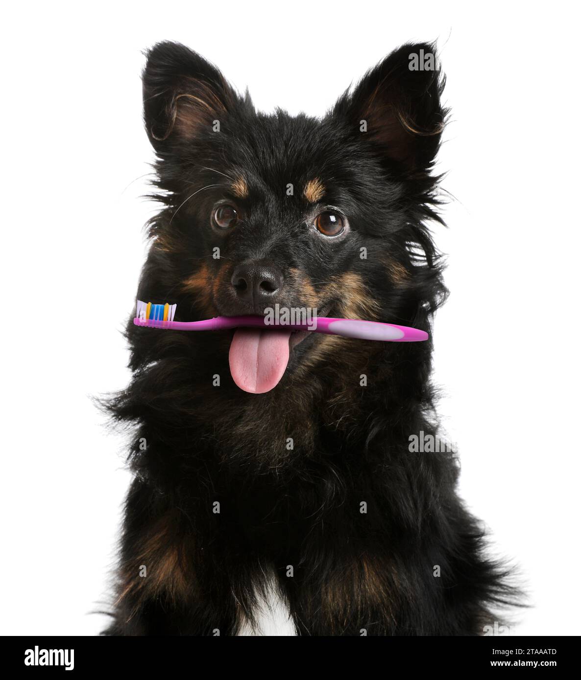 Cute dog with toothbrush in mouth isolated on white. Animal oral ...