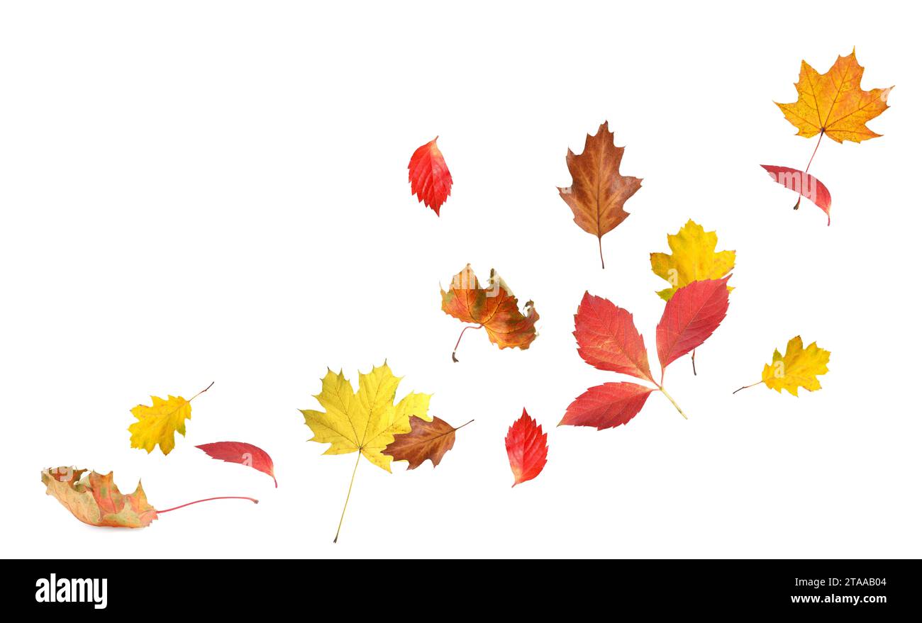 Beautiful autumn leaves flying on white background Stock Photo - Alamy