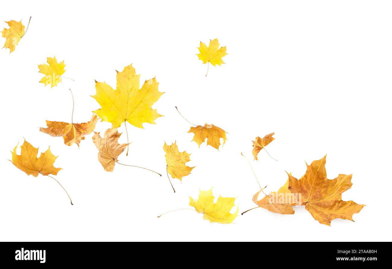 Dry autumn leaves flying on white background Stock Photo - Alamy