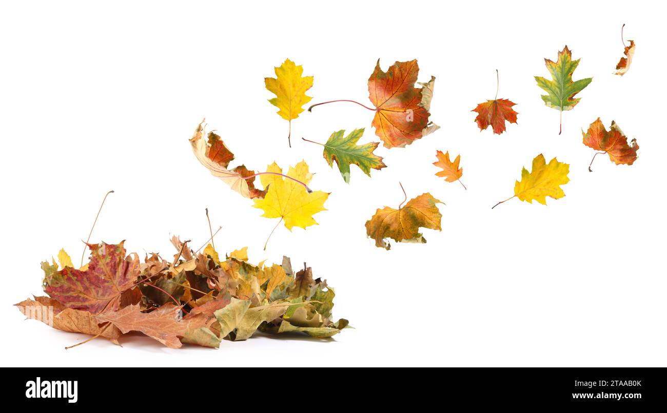 Dry autumn leaves flying on white background Stock Photo - Alamy