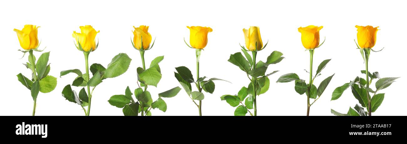Set yellow roses buds hi-res stock photography and images - Alamy
