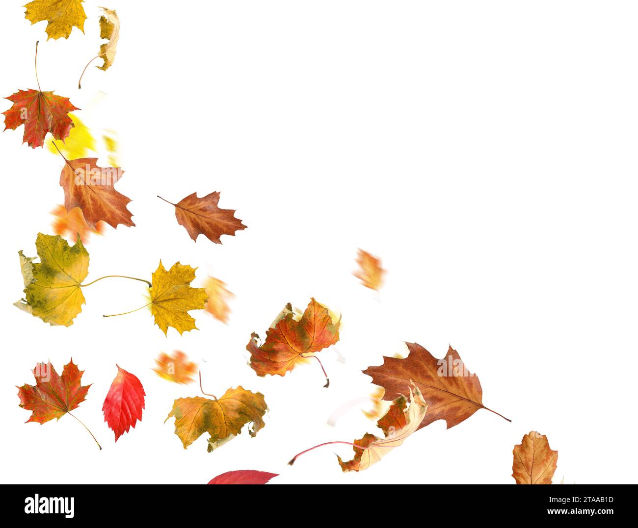 Dry autumn leaves flying on white background Stock Photo - Alamy
