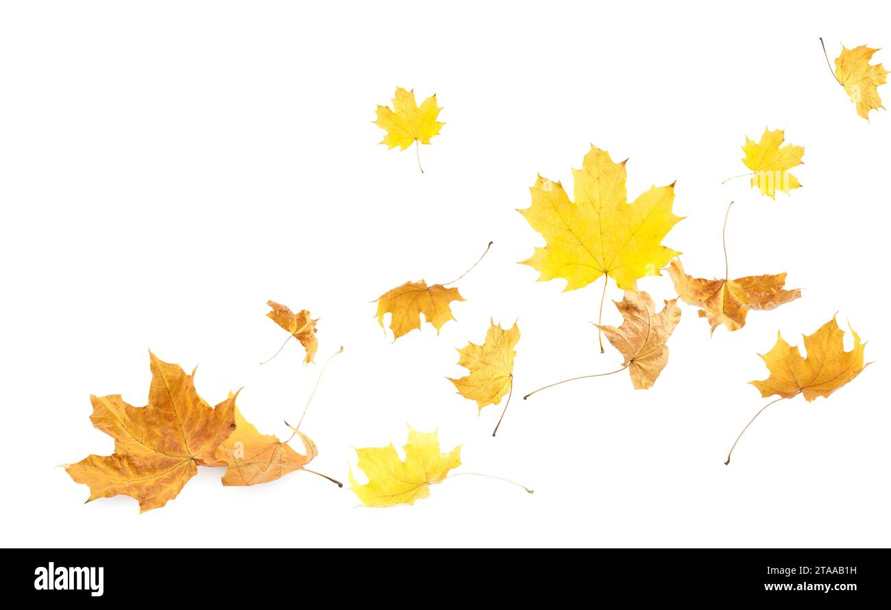 Dry autumn leaves flying on white background Stock Photo - Alamy