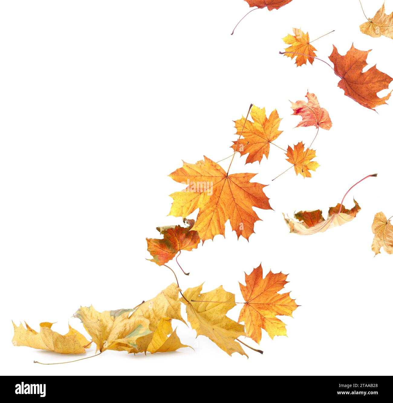 Dry autumn leaves falling Cut Out Stock Images & Pictures - Alamy