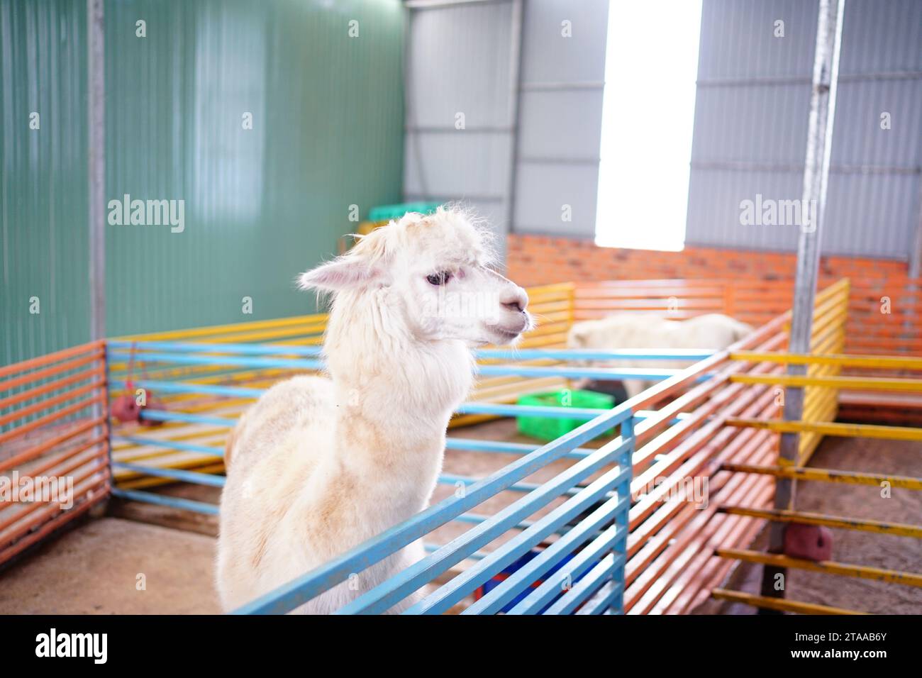 Alpaca zoo hi-res stock photography and images - Alamy
