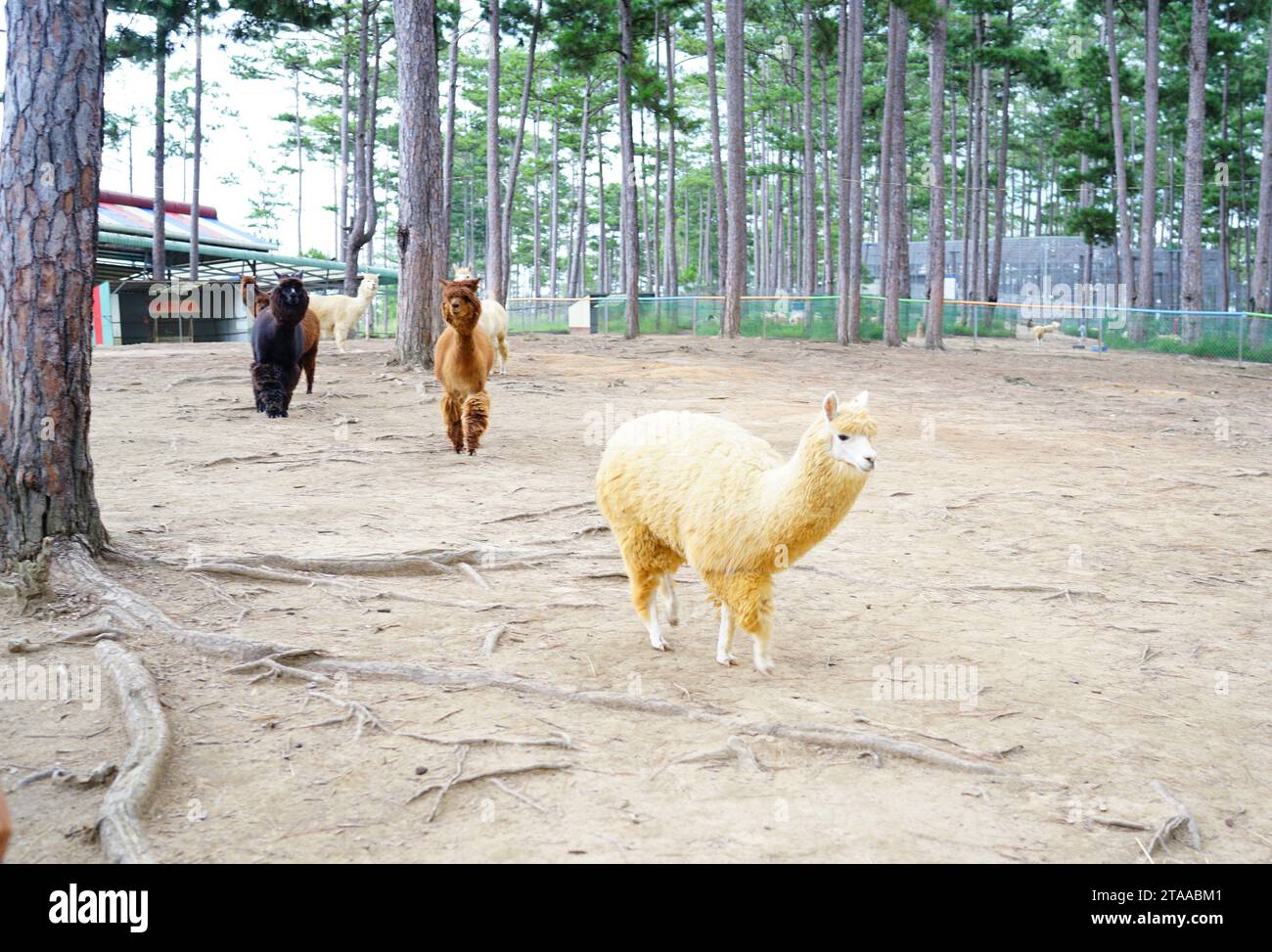 Photos alpaca hi-res stock photography and images - Alamy