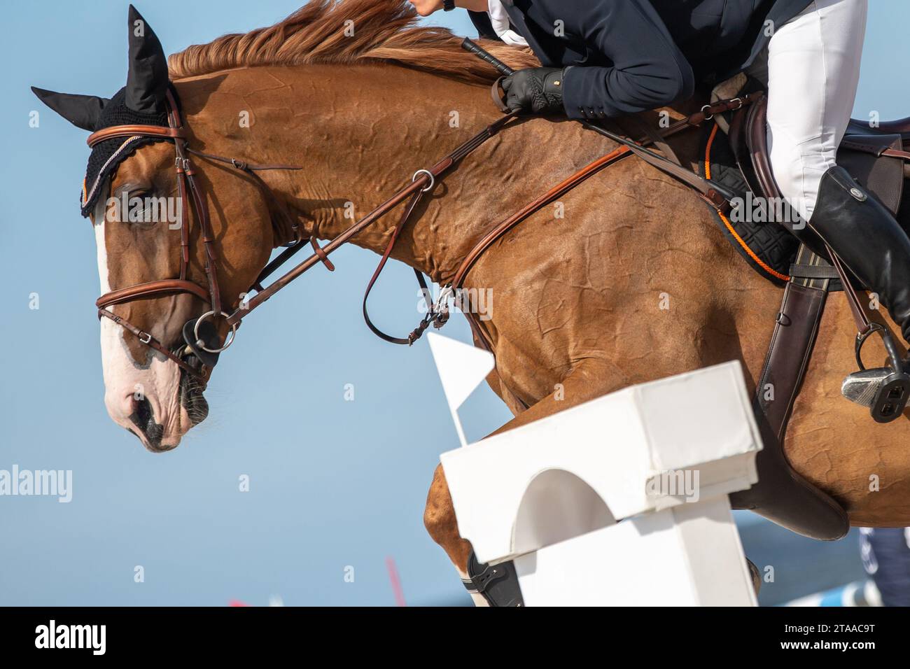 Horse Jumping, Equestrian Sports, Show Jumping event themed photograph ...