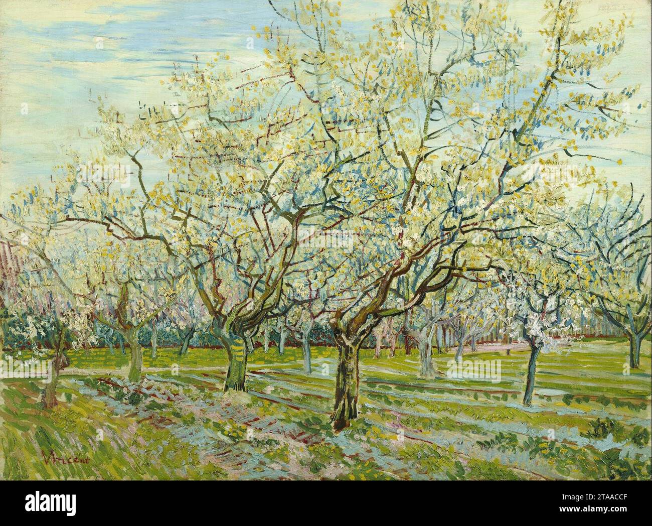 Vincent van Gogh - The white orchard Stock Photo - Alamy