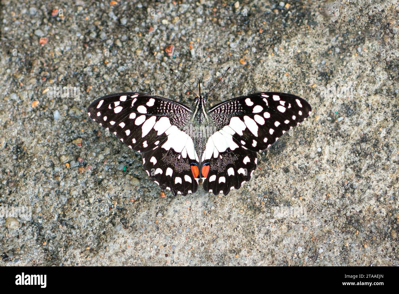 Lime butterfly with wings open, top view Stock Photo - Alamy