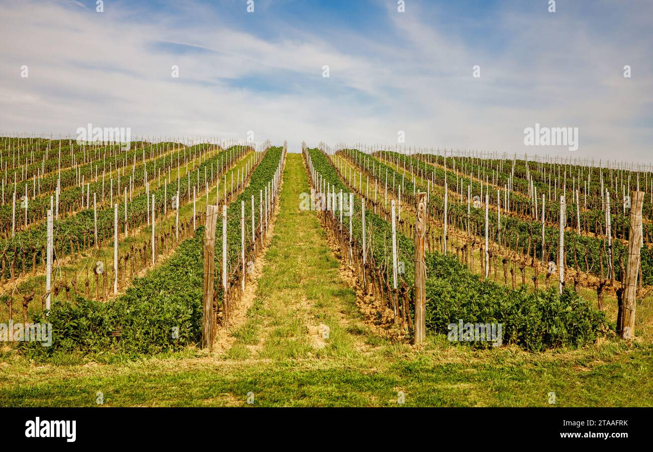 Smooth rows vineyards on farm hi-res stock photography and images - Alamy