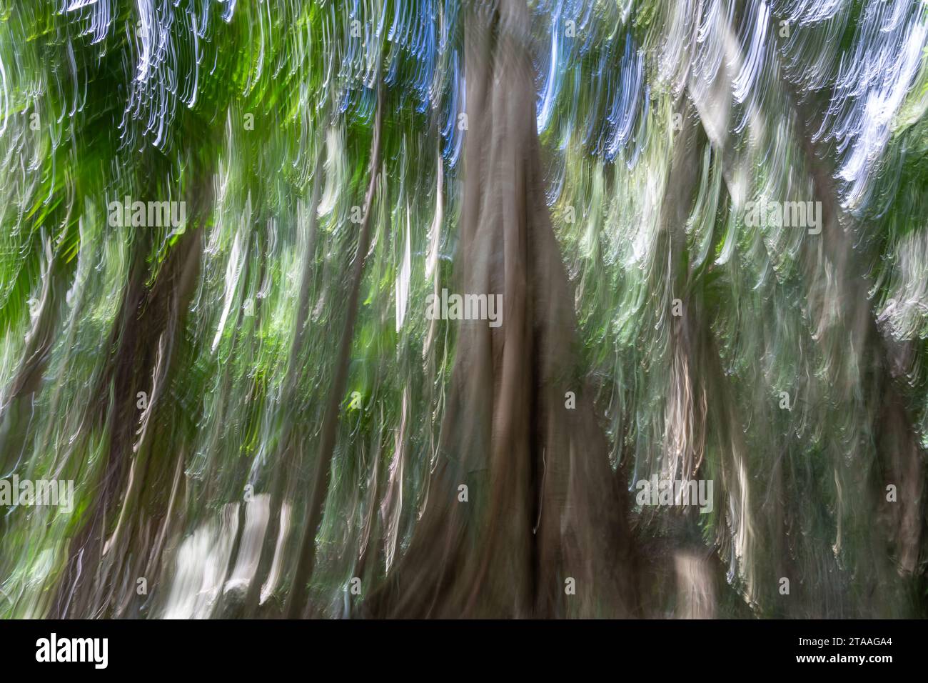 Large tree in Queensland rainforest surrounded by slimmer varieties in ...