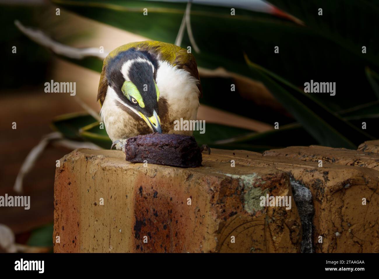 Blue-faced honey-eater bird eating chocolate cake on top of urban wall ...