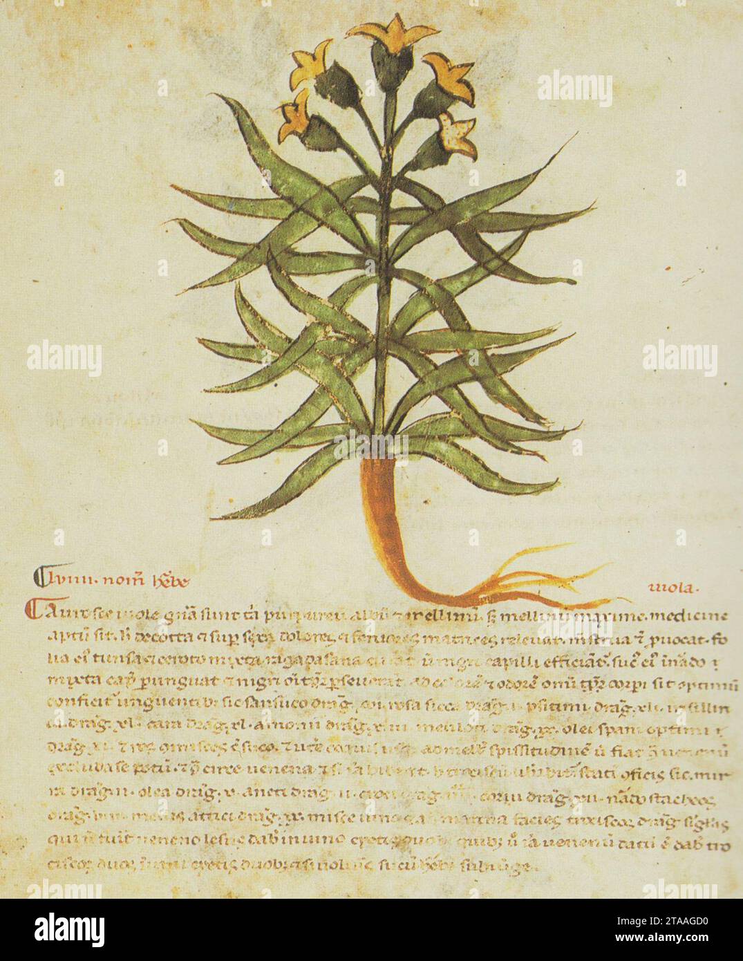 Aurosa hi-res stock photography and images - Alamy