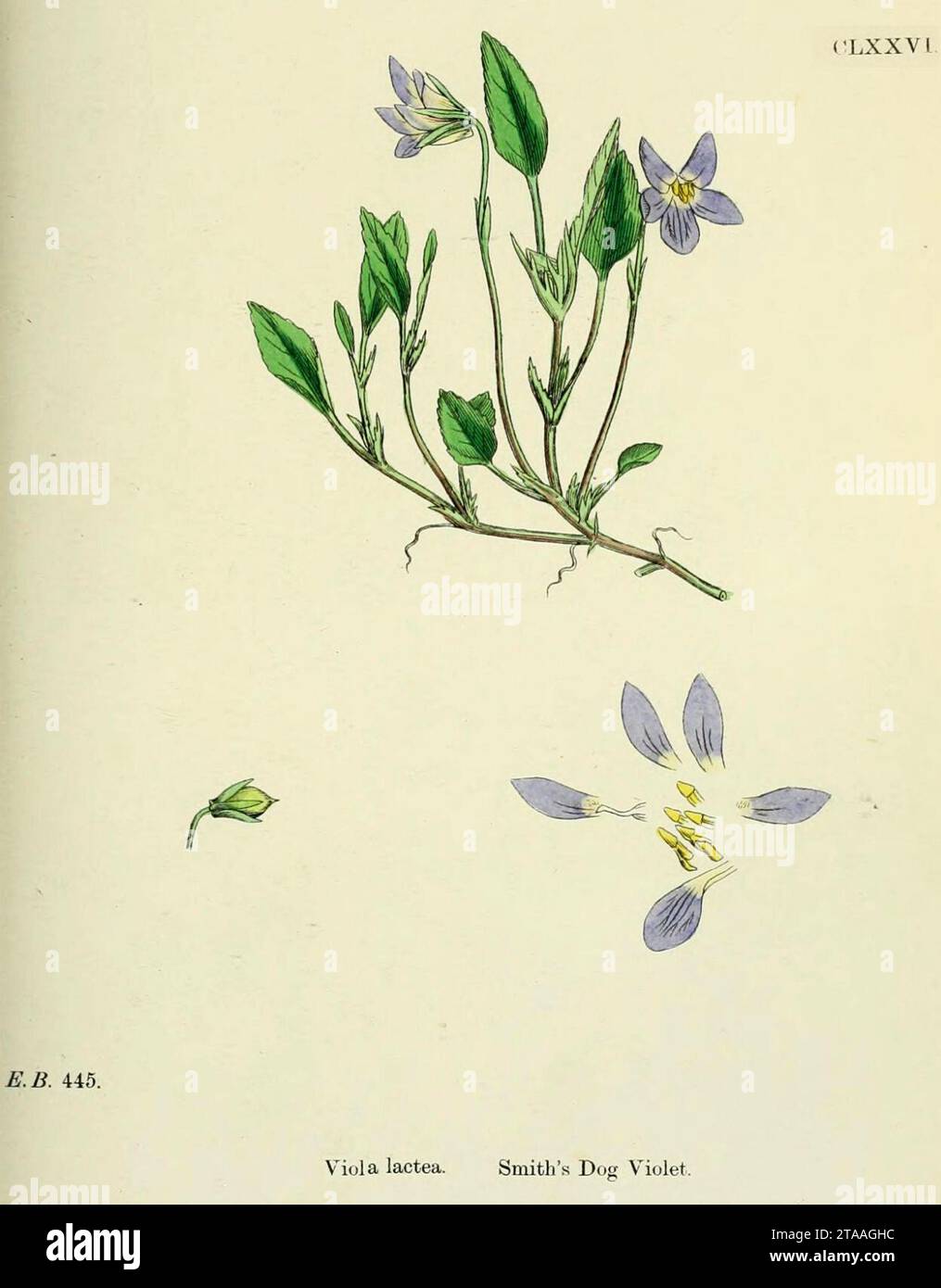 Viola lactea illustration (01 Stock Photo - Alamy