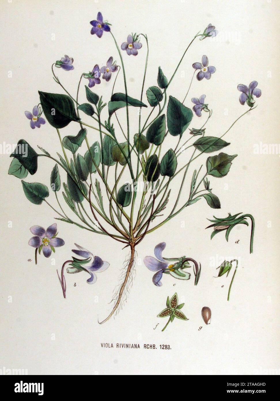 Viola riviniana — Flora Batava — Volume v17 Stock Photo - Alamy