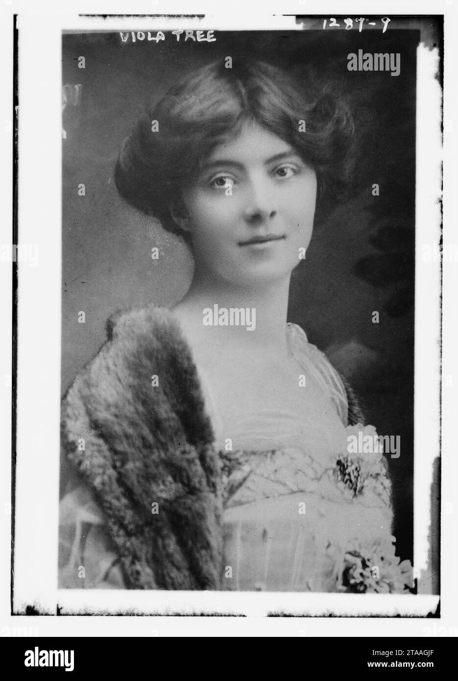 Viola tree hi-res stock photography and images - Alamy