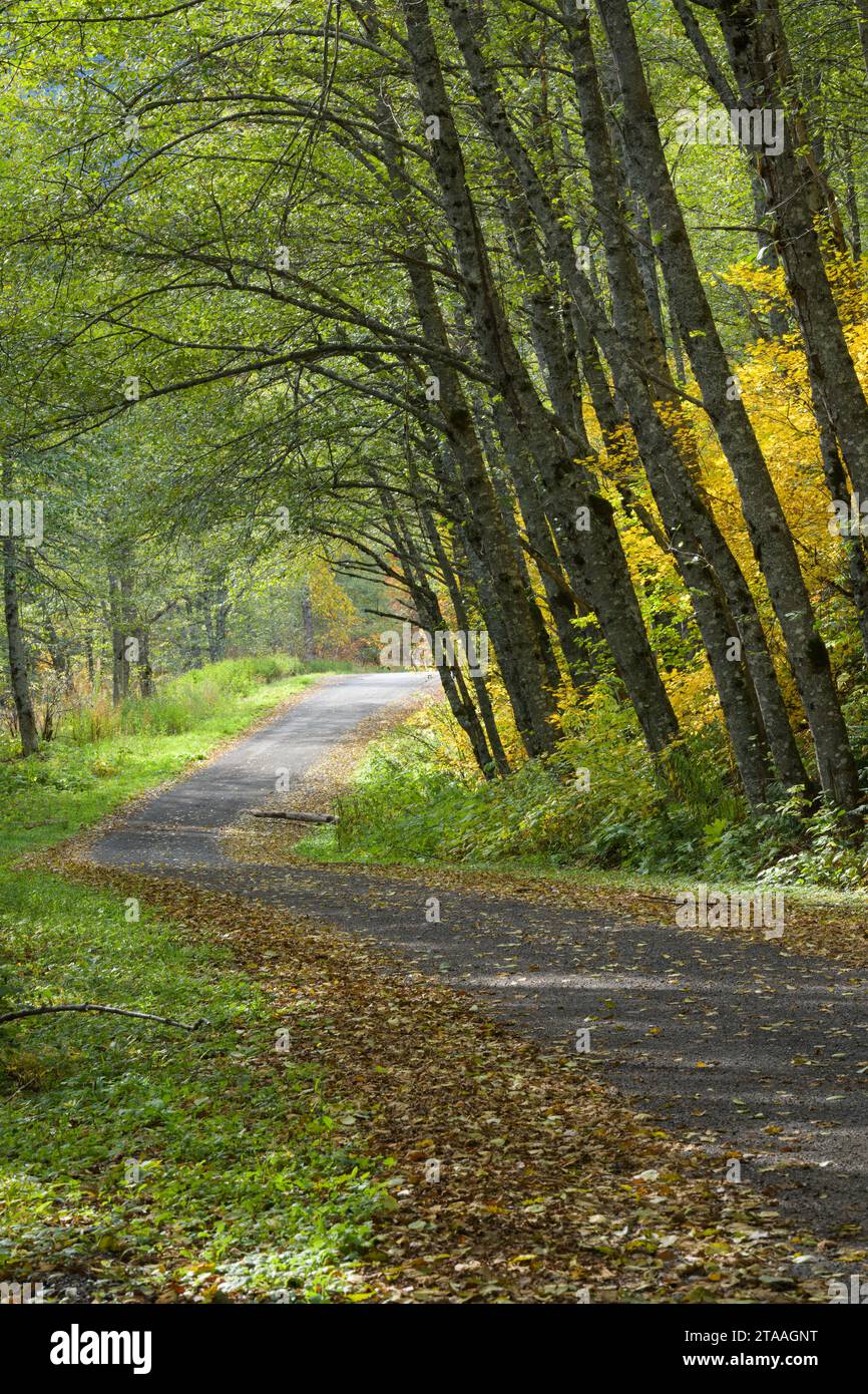 Gravel road in fall passed arched trees as leaves line the loose road ...