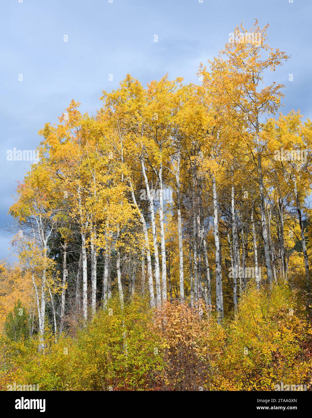 Tall straight trunks trees in hi-res stock photography and images - Alamy