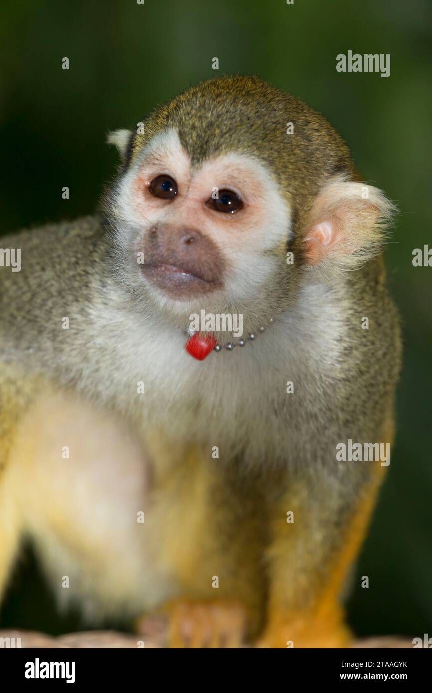 Squirrel monkey, Phoenix Zoo, Papago Park, Phoenix, Arizona Stock Photo ...