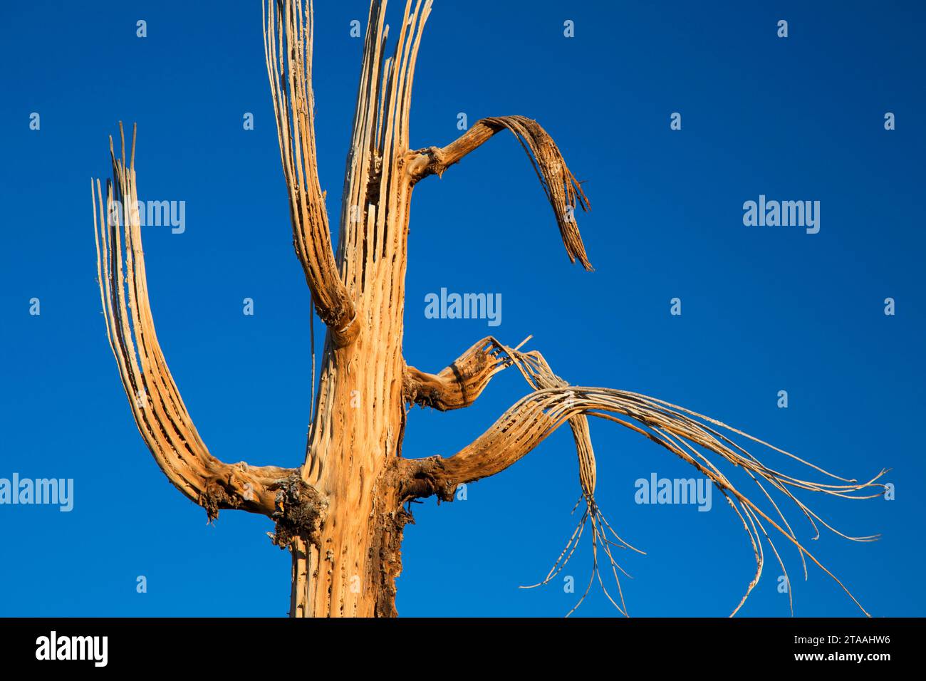 Saguaro skeleton along Pemberton Trail, McDowell Mountain Regional Park ...